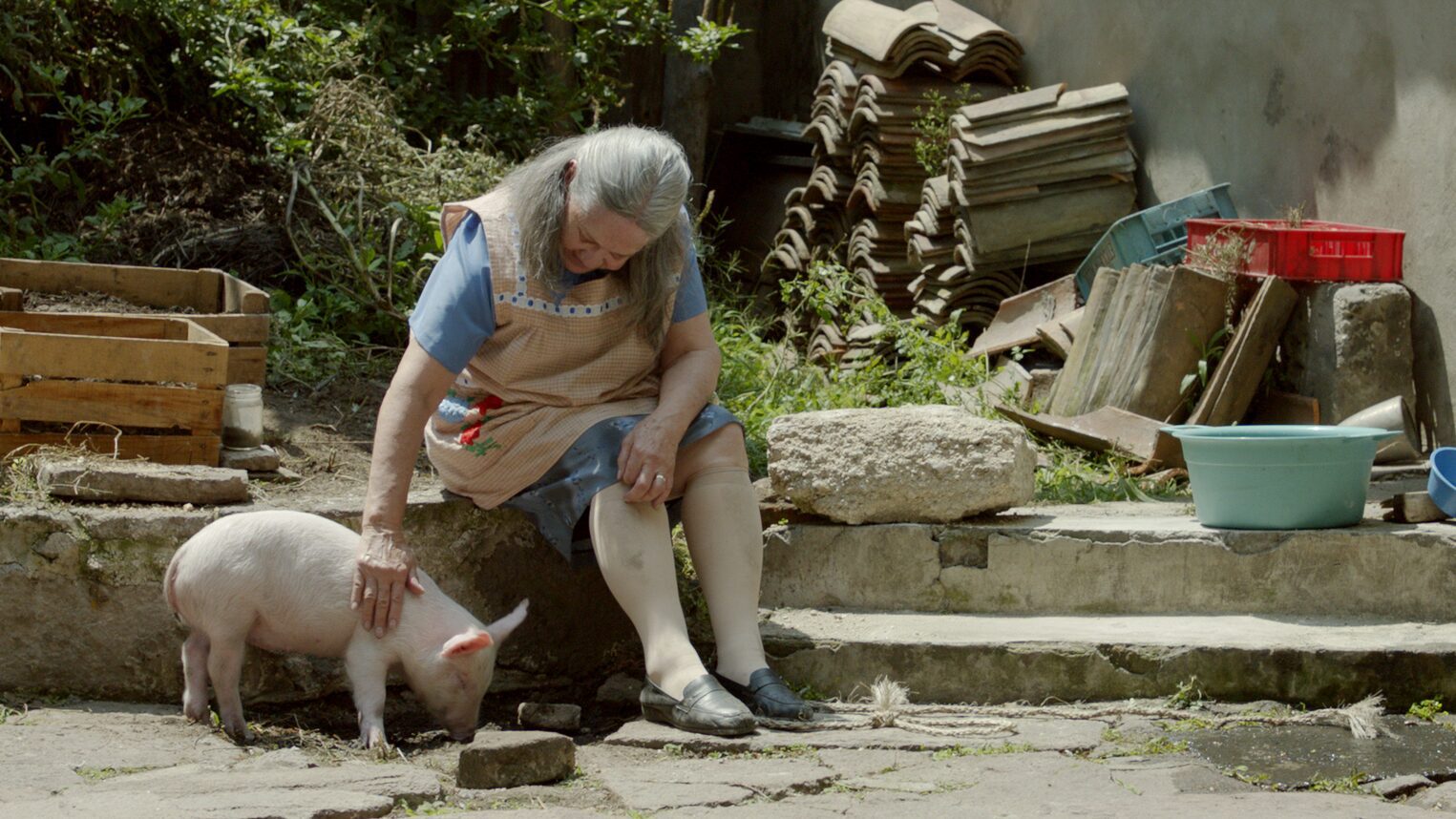 CineClub México: CRÍA PUERCOS | Cine Las Americas